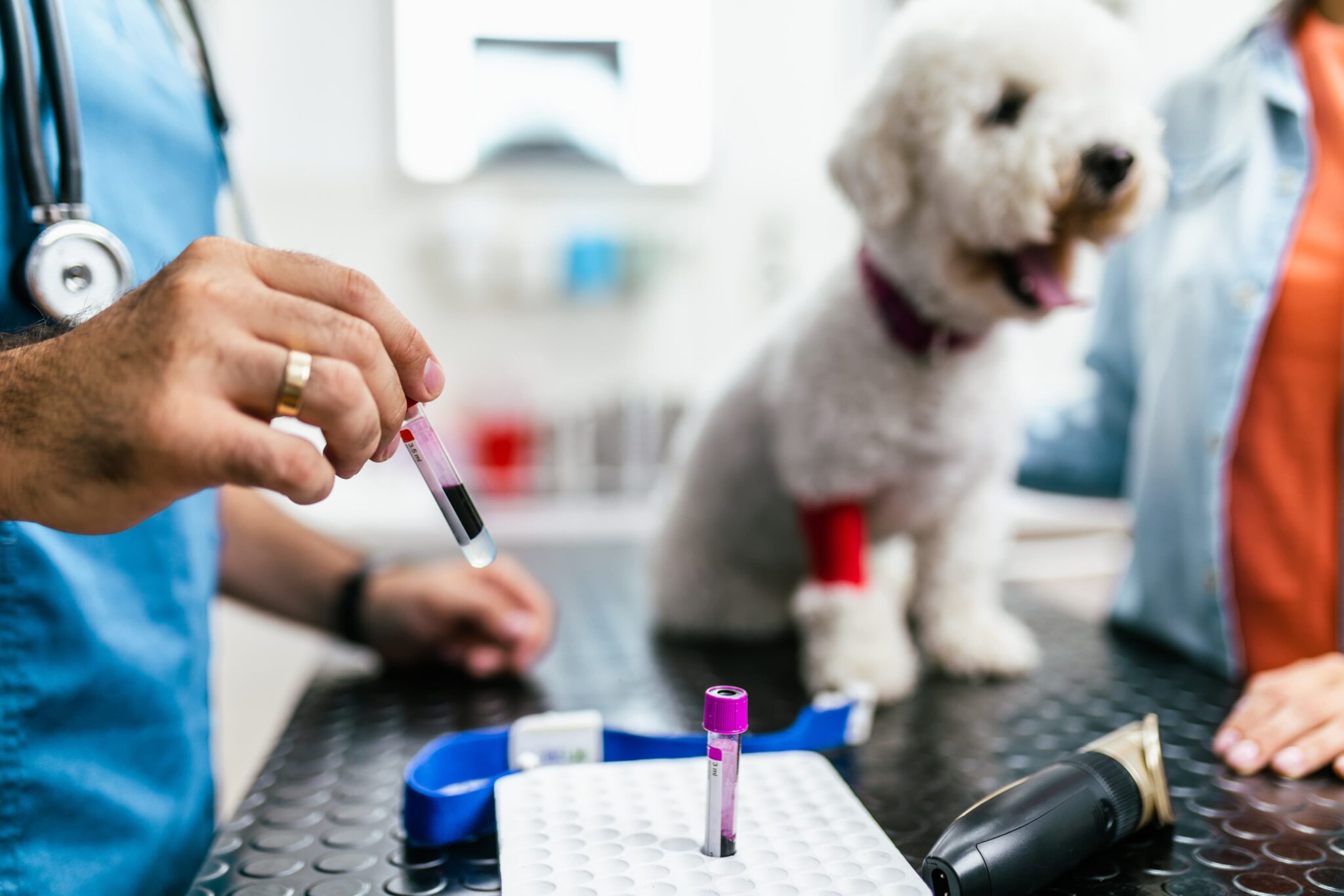Veterinary Services in Charles Town, WV - Hillside Veterinary Hospital