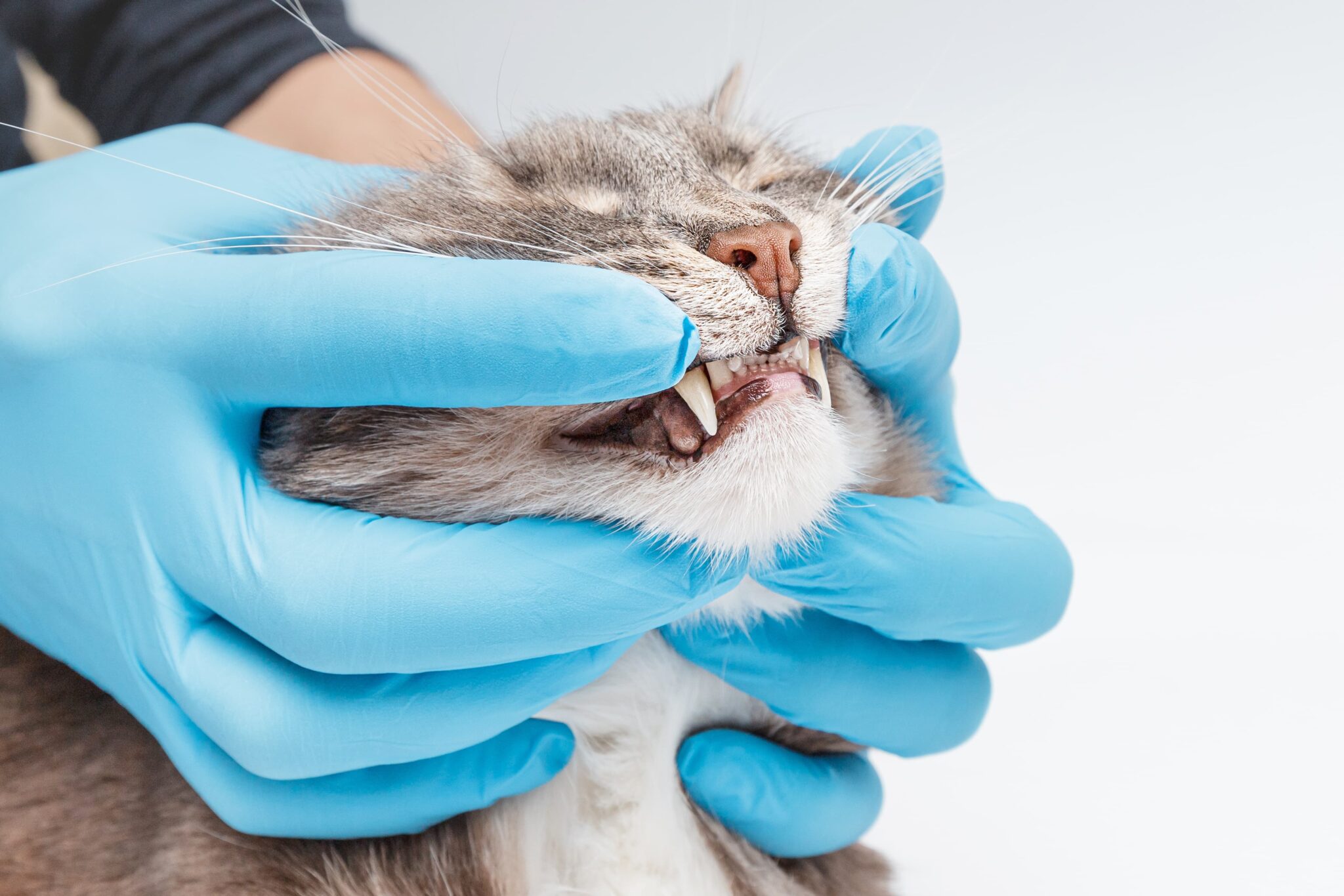Veterinary Services in Charles Town, WV - Hillside Veterinary Hospital