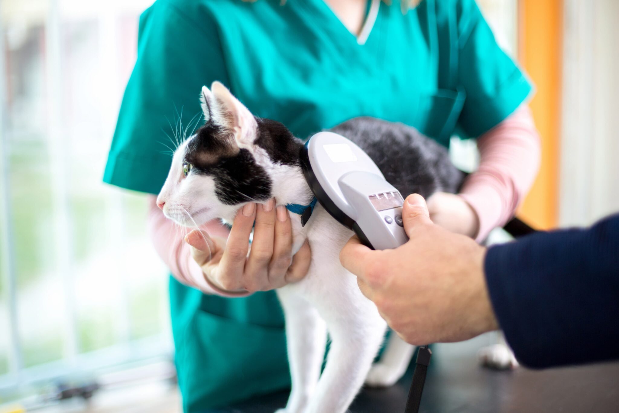 Veterinary Services in Charles Town, WV - Hillside Veterinary Hospital
