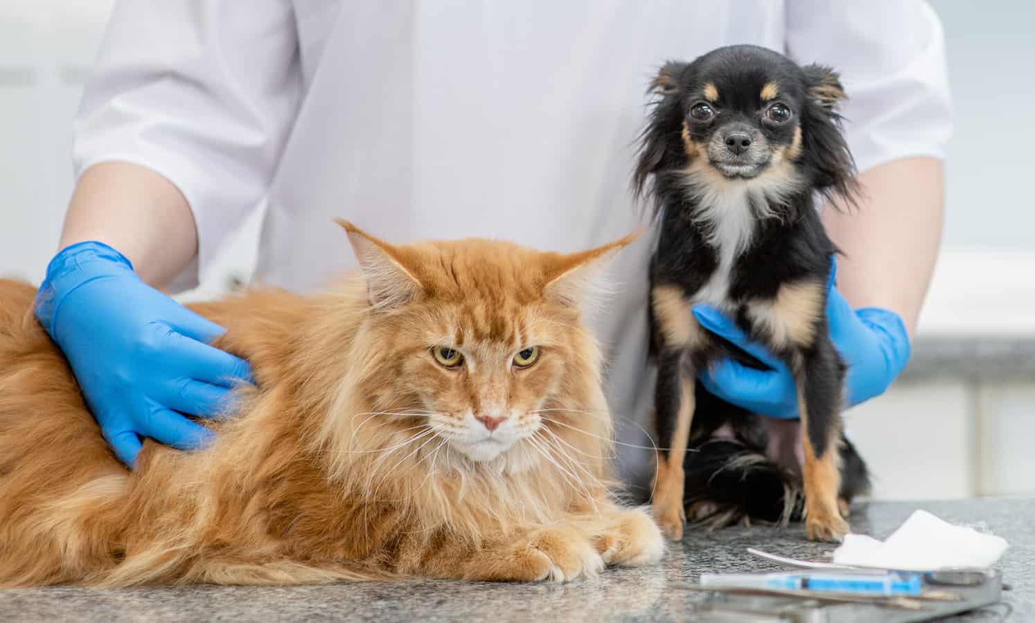 Comprehensive Care for Sick or Injured Pets in Charles Town, WV - Wound ...