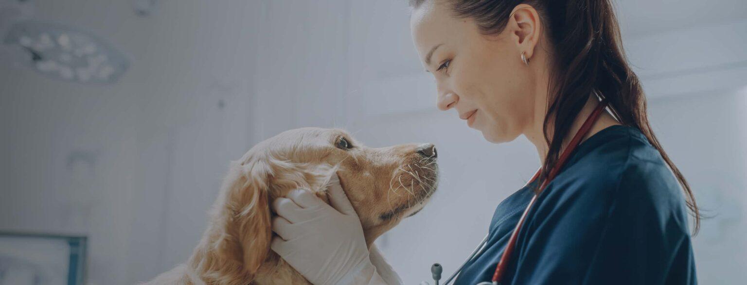 Veterinary Services in Charles Town, WV - Hillside Veterinary Hospital